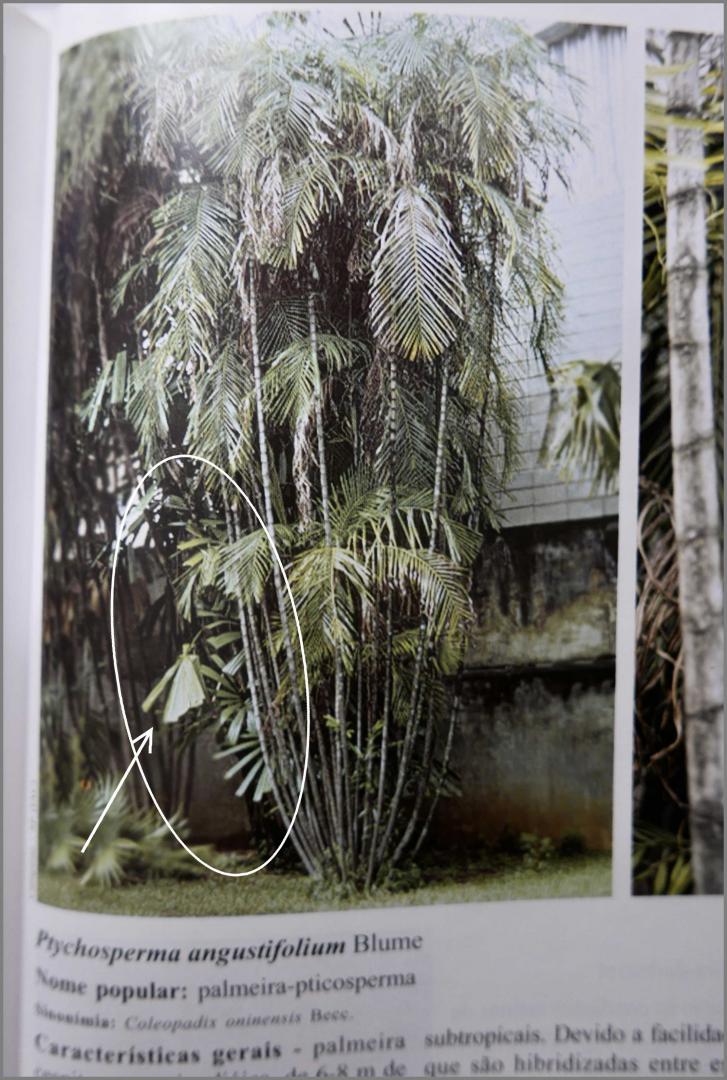 What is this Ptychosperma? - DISCUSSING PALM TREES WORLDWIDE - PalmTalk