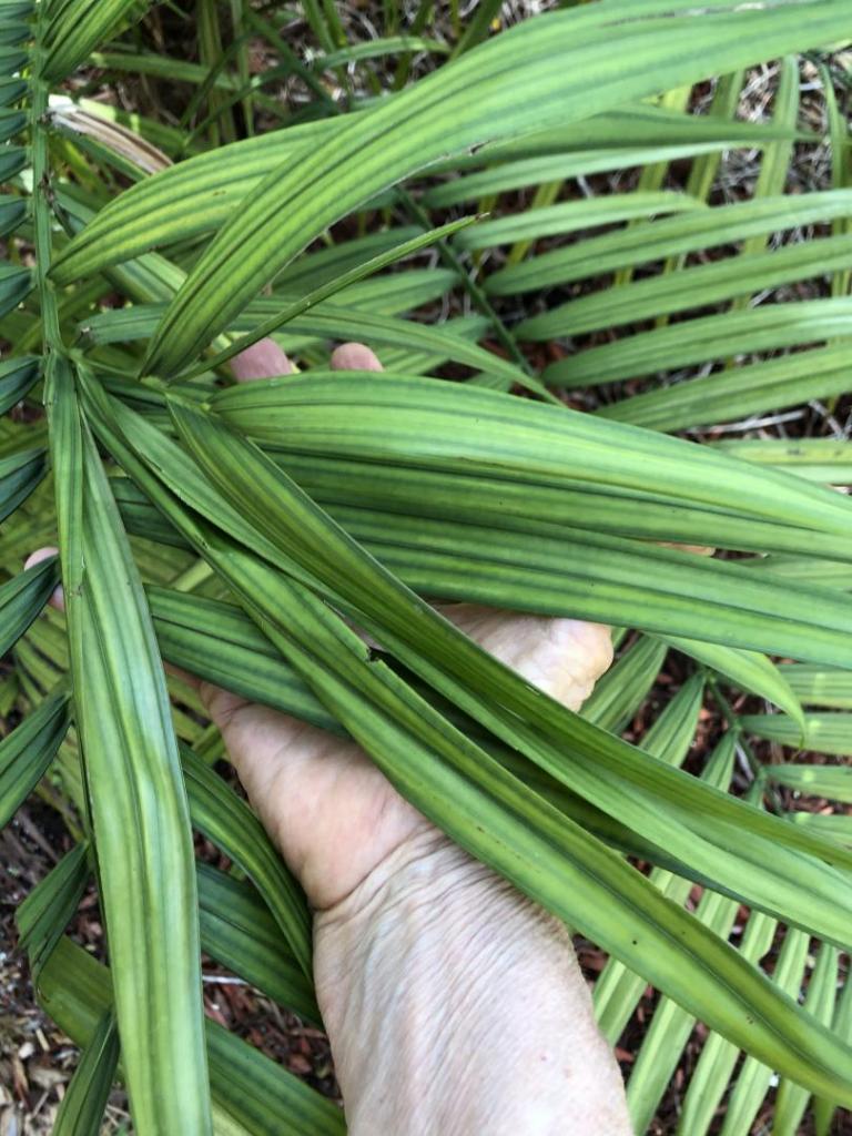 Dypsis pusilla - Frond branching from rachis - DISCUSSING PALM TREES ...