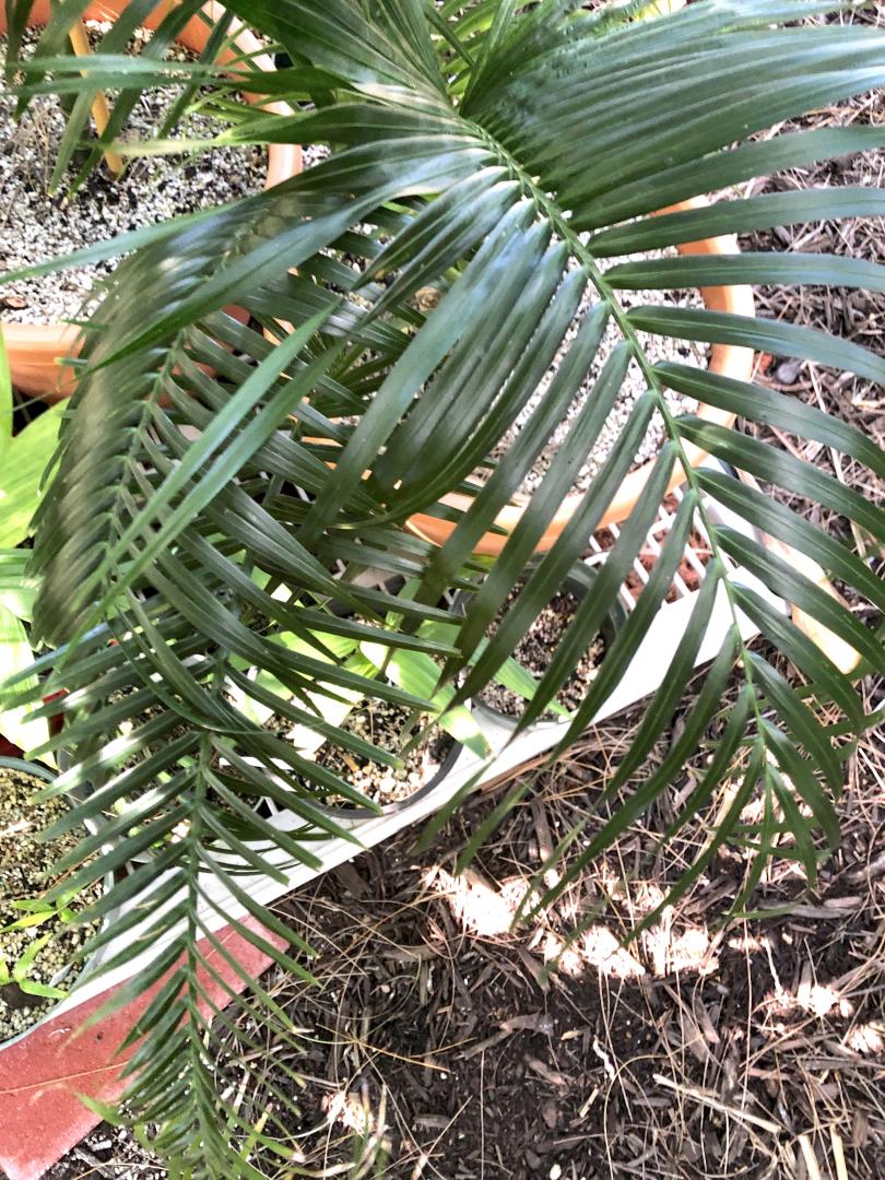 Ravenea julietiae Growth Spurt - DISCUSSING PALM TREES WORLDWIDE - PalmTalk