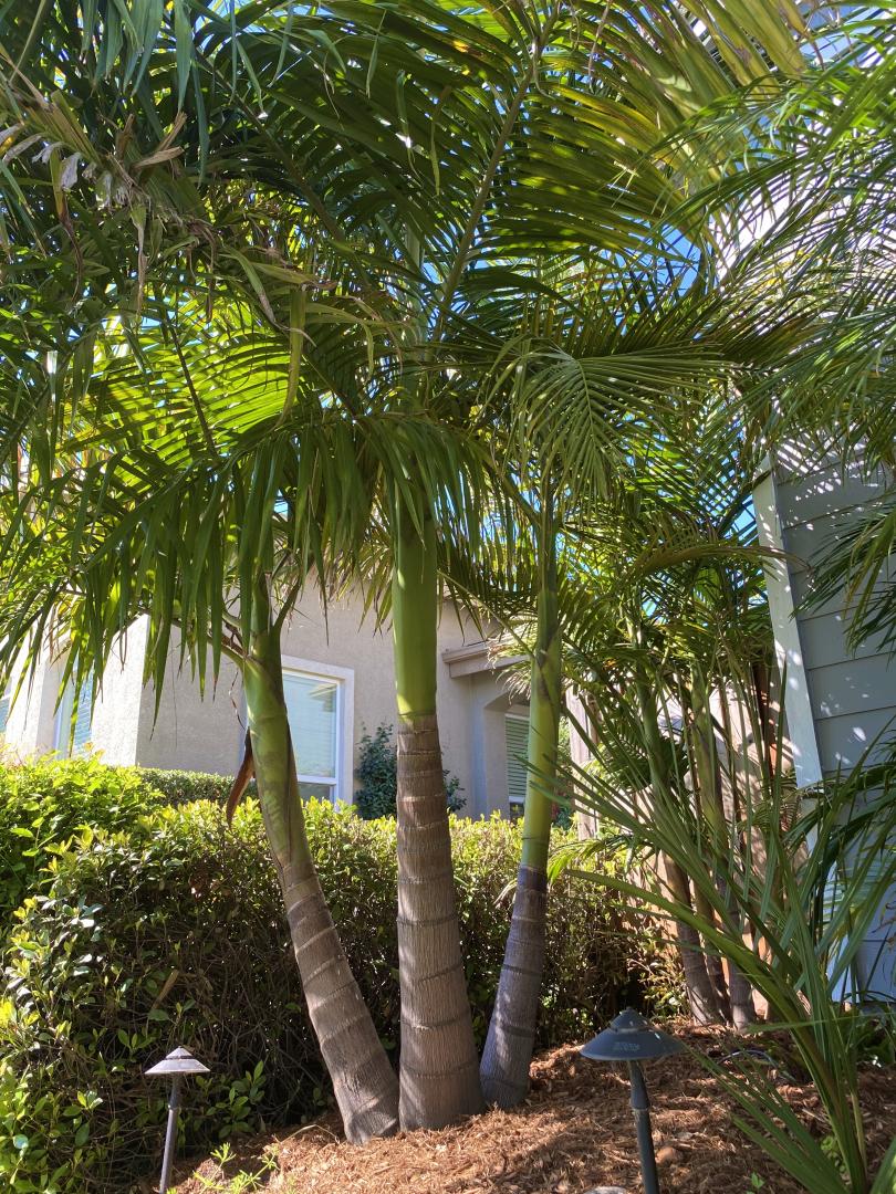 Crownshaft On King Palm DISCUSSING PALM TREES WORLDWIDE PalmTalk Crownshaft On King Palm DISCUSSING PALM TREES WORLDWIDE PalmTalk