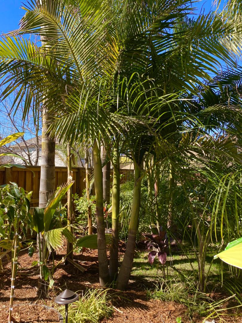 Crownshaft On King Palm DISCUSSING PALM TREES WORLDWIDE PalmTalk Crownshaft On King Palm DISCUSSING PALM TREES WORLDWIDE PalmTalk