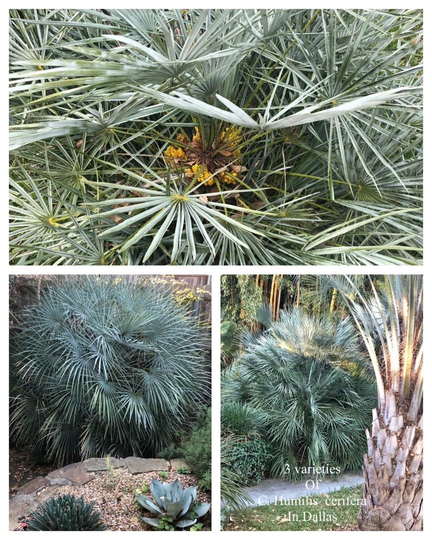 Palm mutant? C. Humilis cerifera - DISCUSSING PALM TREES WORLDWIDE ...