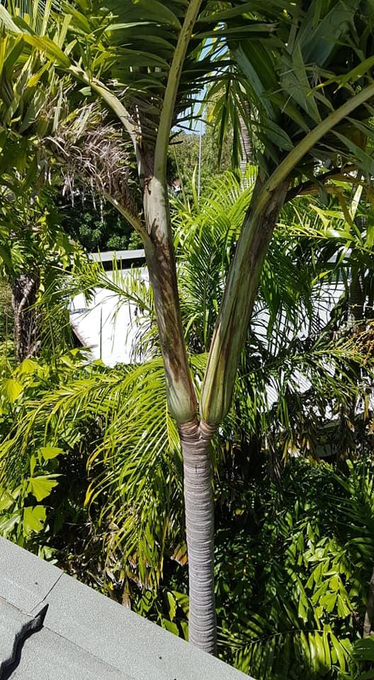 Double headed Palm ? - DISCUSSING PALM TREES WORLDWIDE - PalmTalk