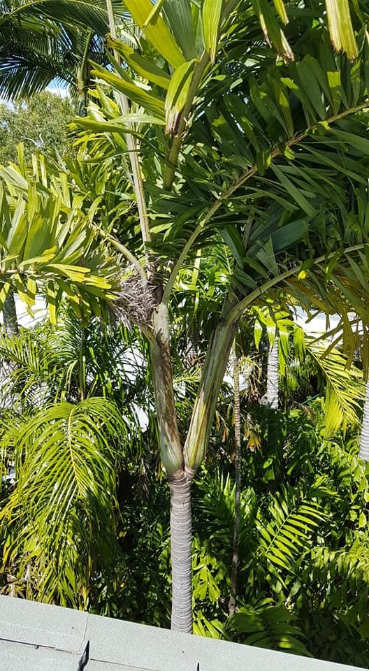 Double headed Palm ? - DISCUSSING PALM TREES WORLDWIDE - PalmTalk