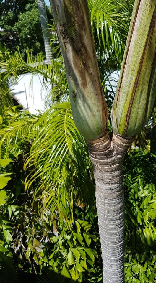 Double headed Palm ? - DISCUSSING PALM TREES WORLDWIDE - PalmTalk