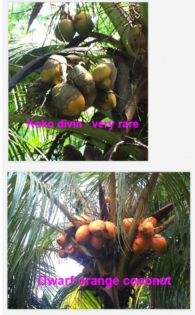 Coconut ID Requested - DISCUSSING PALM TREES WORLDWIDE - PalmTalk
