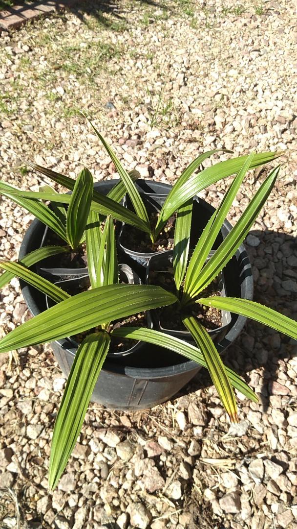 Copernicia rigida vs. macroglossa - DISCUSSING PALM TREES WORLDWIDE ...