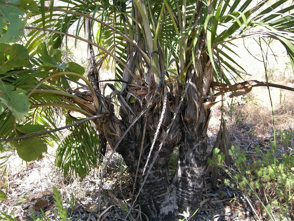 Double headed Palm ? - DISCUSSING PALM TREES WORLDWIDE - PalmTalk