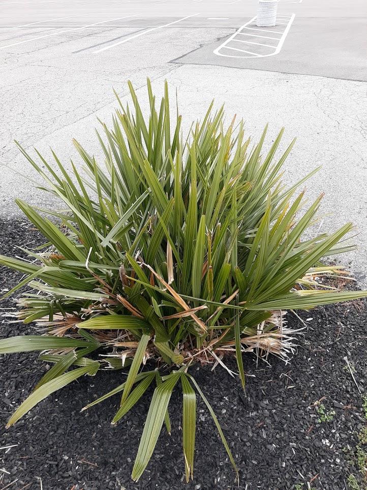 Cincinnati palms - COLD HARDY PALMS - PalmTalk
