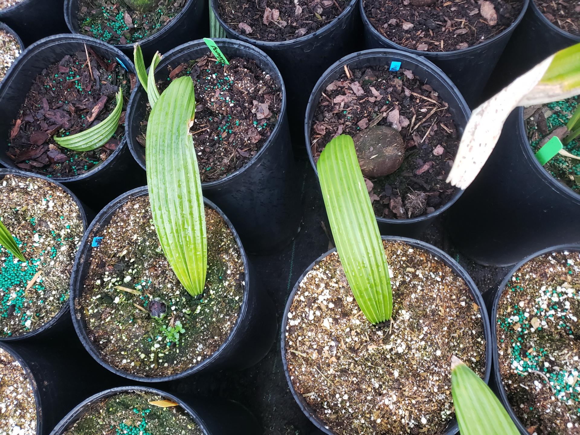 Sabinaria magnifica seedlings in deep pots. - For Sale - PalmTalk