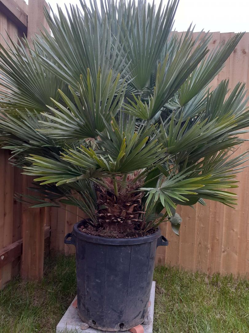 Vulcano growth rate and hardiness - DISCUSSING PALM TREES WORLDWIDE ...