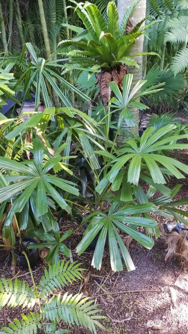 Licuala paludosa - PALMS IN POTS - PalmTalk