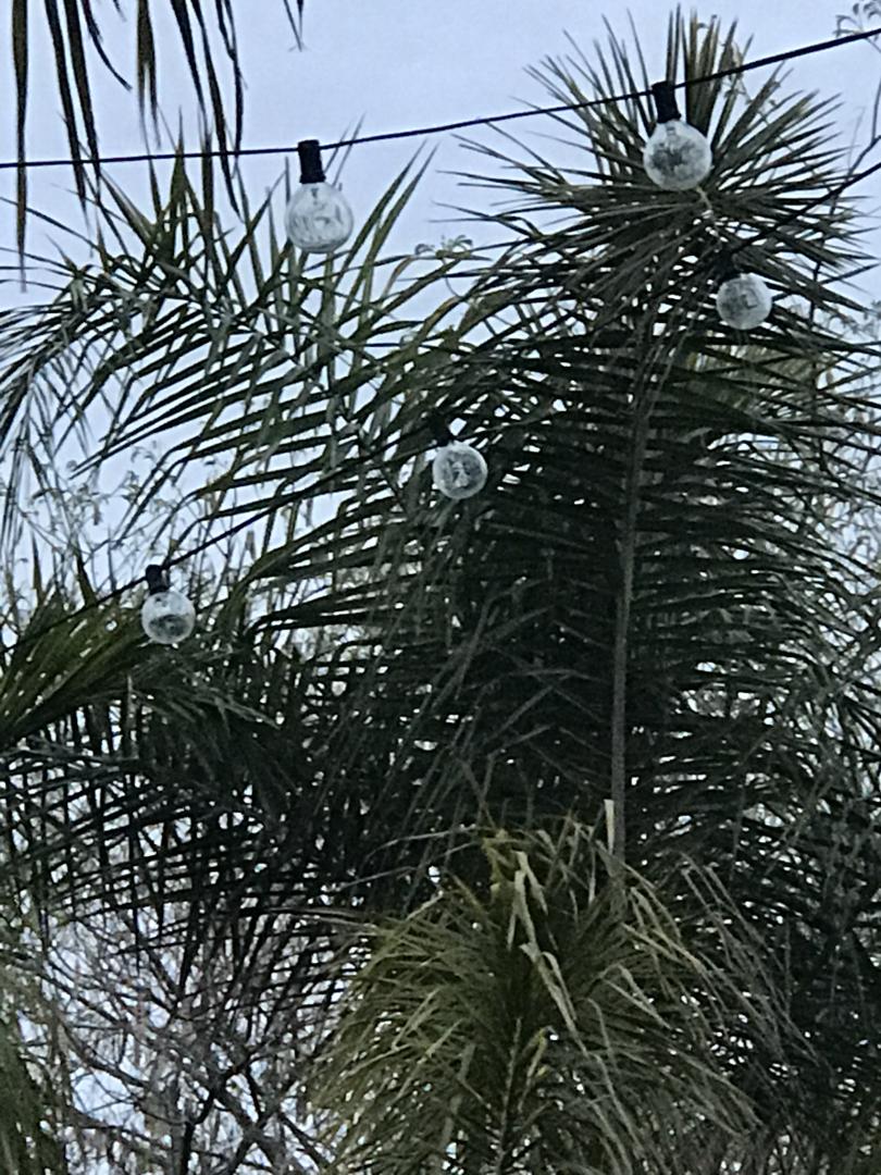 Queen palm with upright leaves - DISCUSSING PALM TREES WORLDWIDE - PalmTalk
