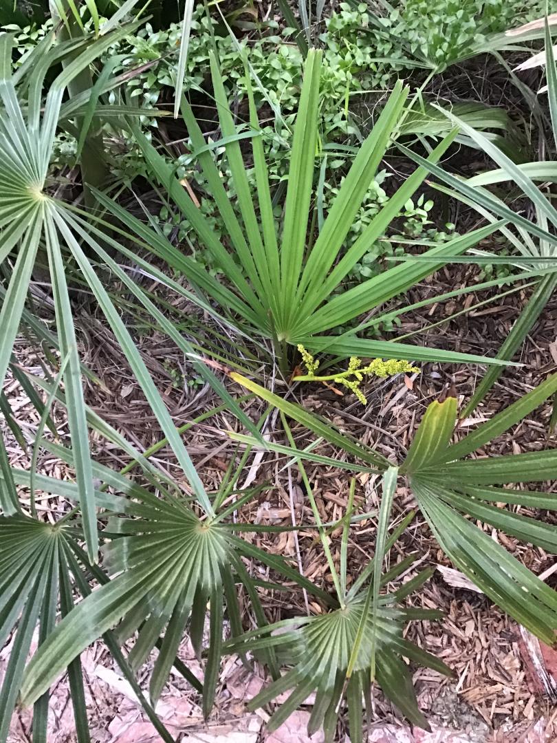 Trachycarpus earlypubensis - DISCUSSING PALM TREES WORLDWIDE - PalmTalk
