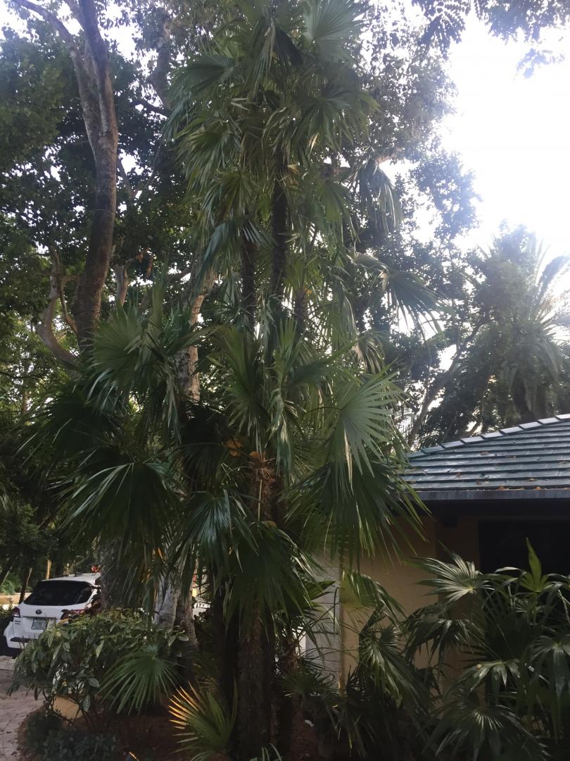 Zombie Apocalypse - DISCUSSING PALM TREES WORLDWIDE - PalmTalk