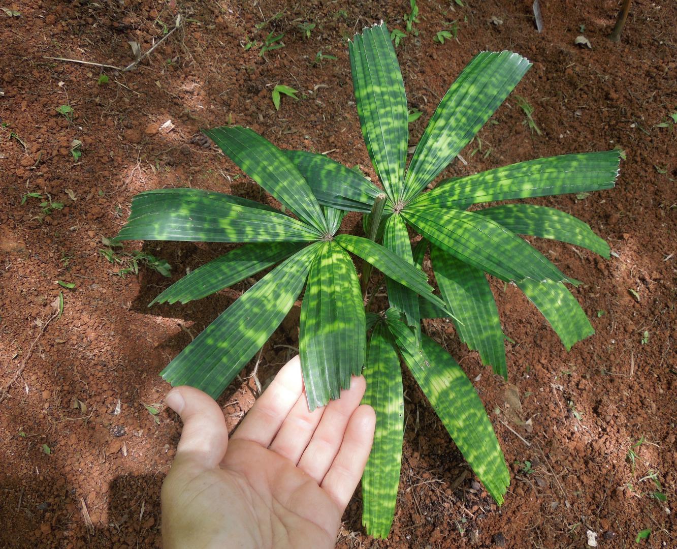 Licuala mattanensis 'mapu' - DISCUSSING PALM TREES WORLDWIDE - PalmTalk