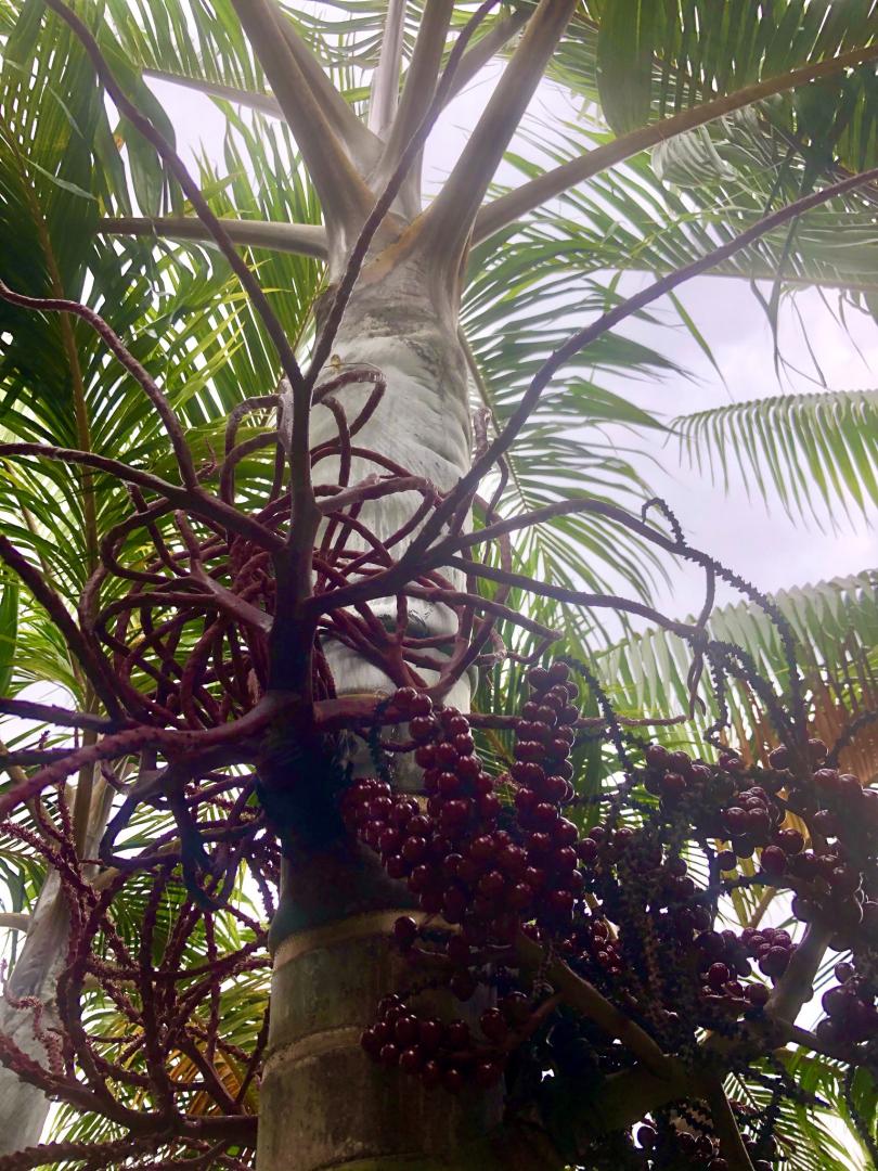 Bentinckia condapanna - DISCUSSING PALM TREES WORLDWIDE - PalmTalk