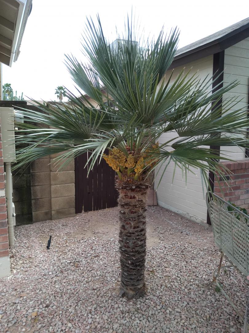 Single vs multi trunk chamaerops - DISCUSSING PALM TREES WORLDWIDE ...