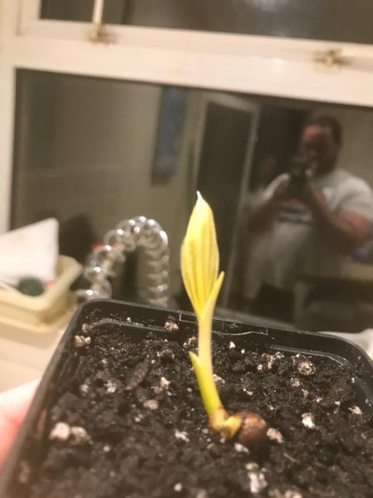 Albino Dypsis babies - DISCUSSING PALM TREES WORLDWIDE - PalmTalk