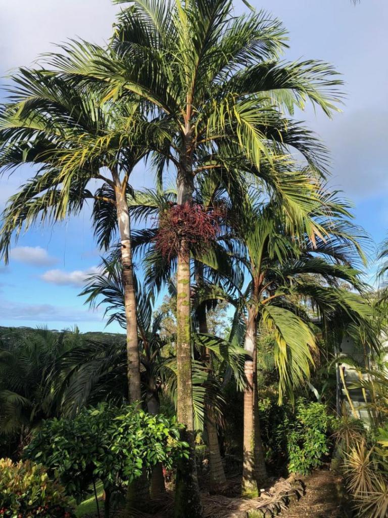 Bentinckia condapanna - DISCUSSING PALM TREES WORLDWIDE - PalmTalk