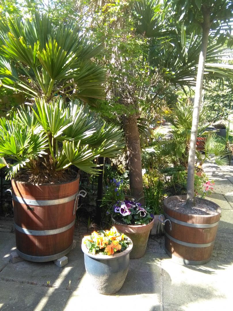 containers - DISCUSSING PALM TREES WORLDWIDE - PalmTalk