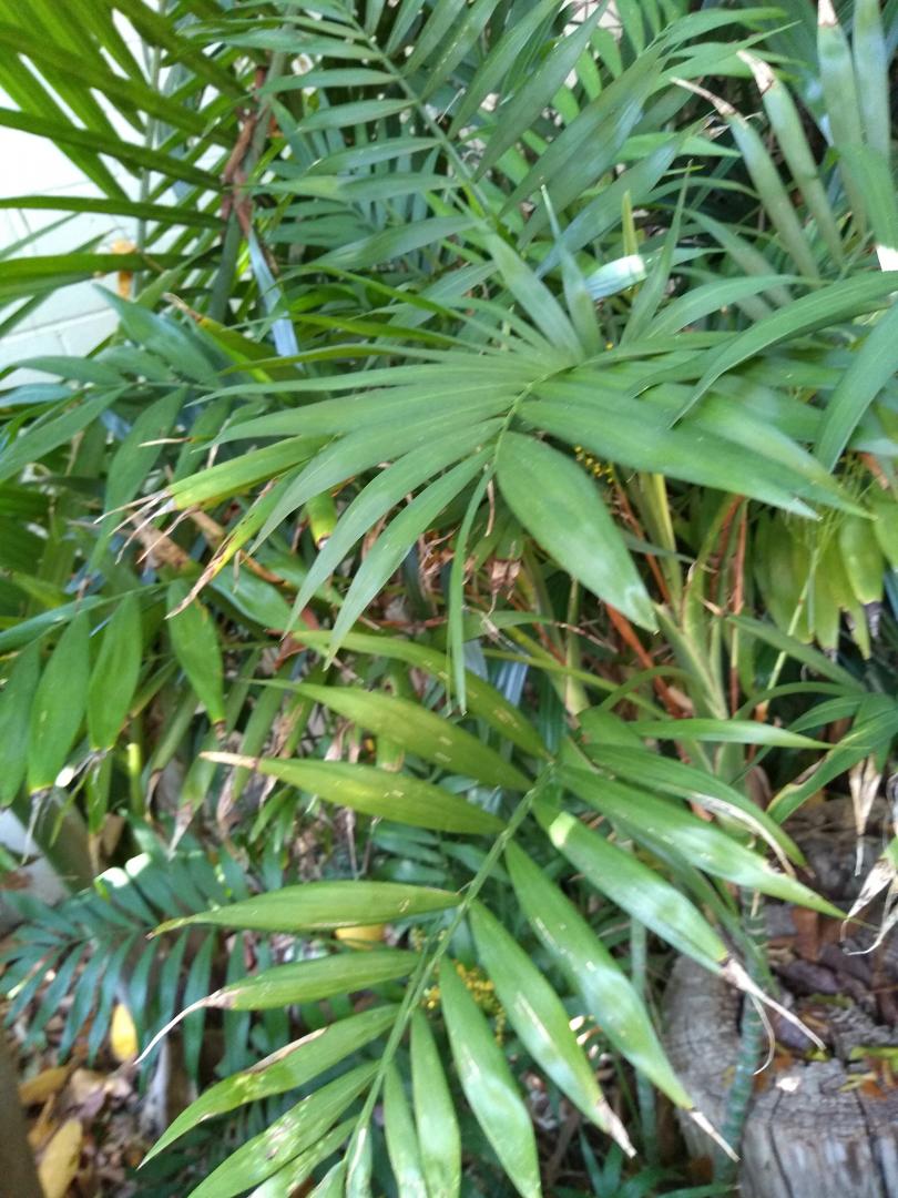 Identification of this small palm - DISCUSSING PALM TREES WORLDWIDE ...