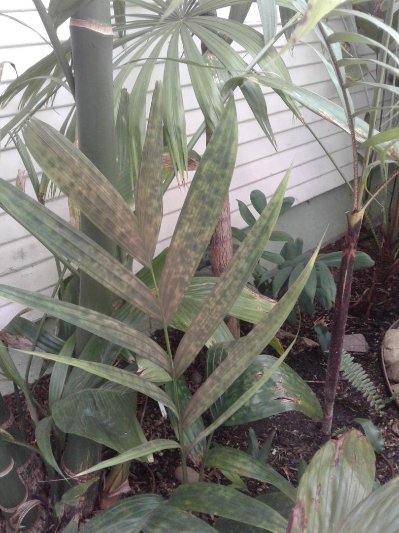Pinanga sp.thai mottled - DISCUSSING PALM TREES WORLDWIDE - PalmTalk