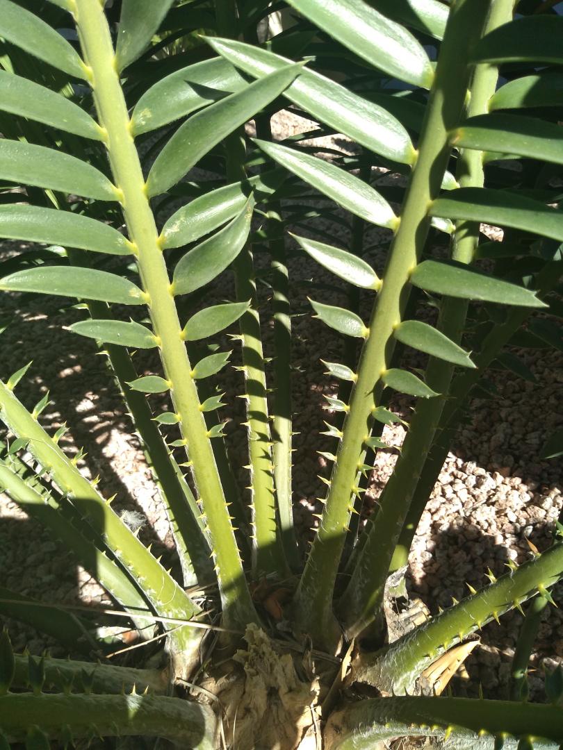 Encephalartos ID - TROPICAL LOOKING PLANTS - Other Than Palms - PalmTalk