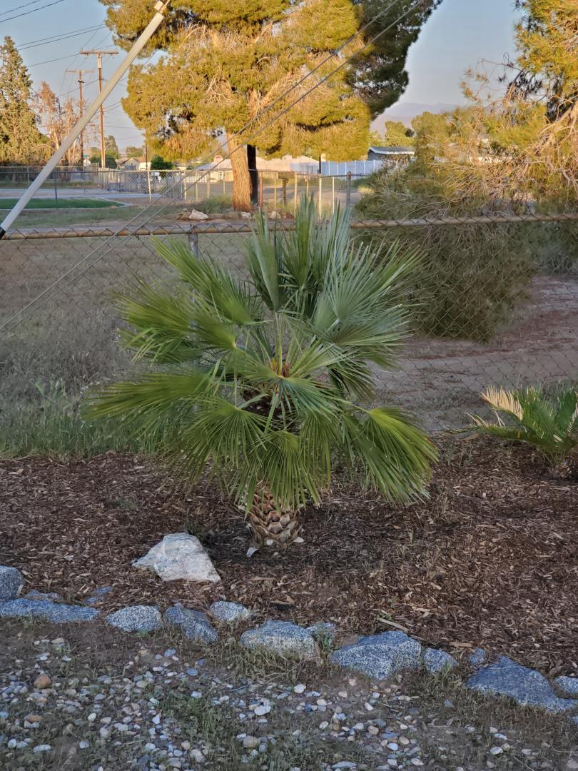Single vs multi trunk chamaerops - DISCUSSING PALM TREES WORLDWIDE ...