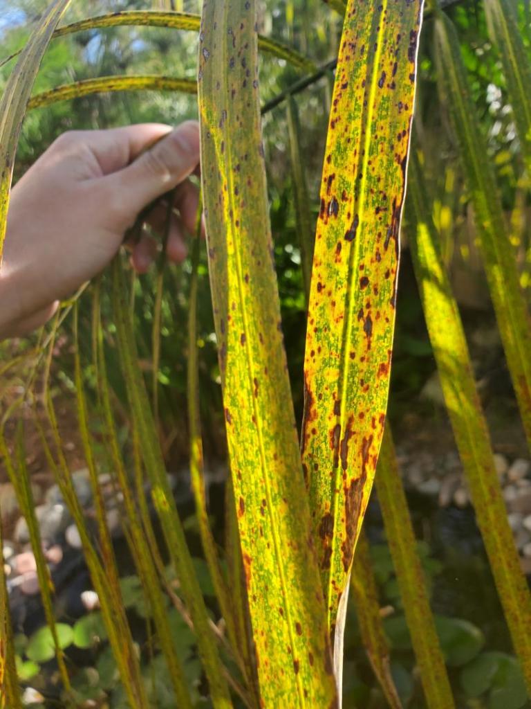 Mule nutrient deficiency - DISCUSSING PALM TREES WORLDWIDE - PalmTalk