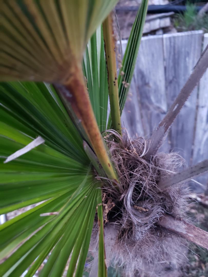 First time owning palms...one is sick - DISCUSSING PALM TREES WORLDWIDE ...