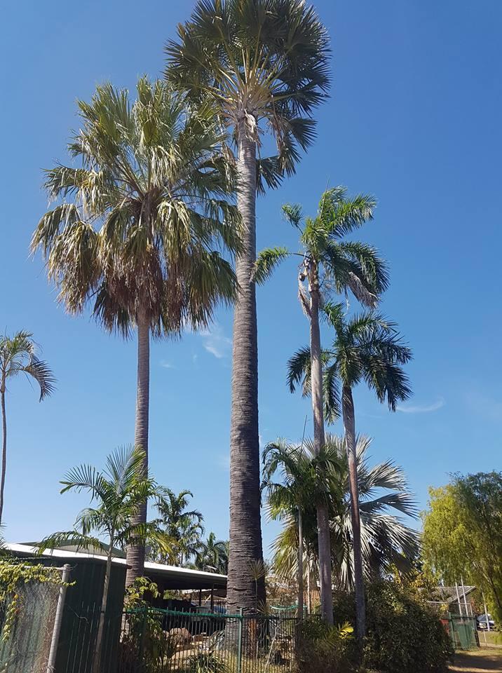 Significant Specimens in the Suburbs - DISCUSSING PALM TREES WORLDWIDE ...