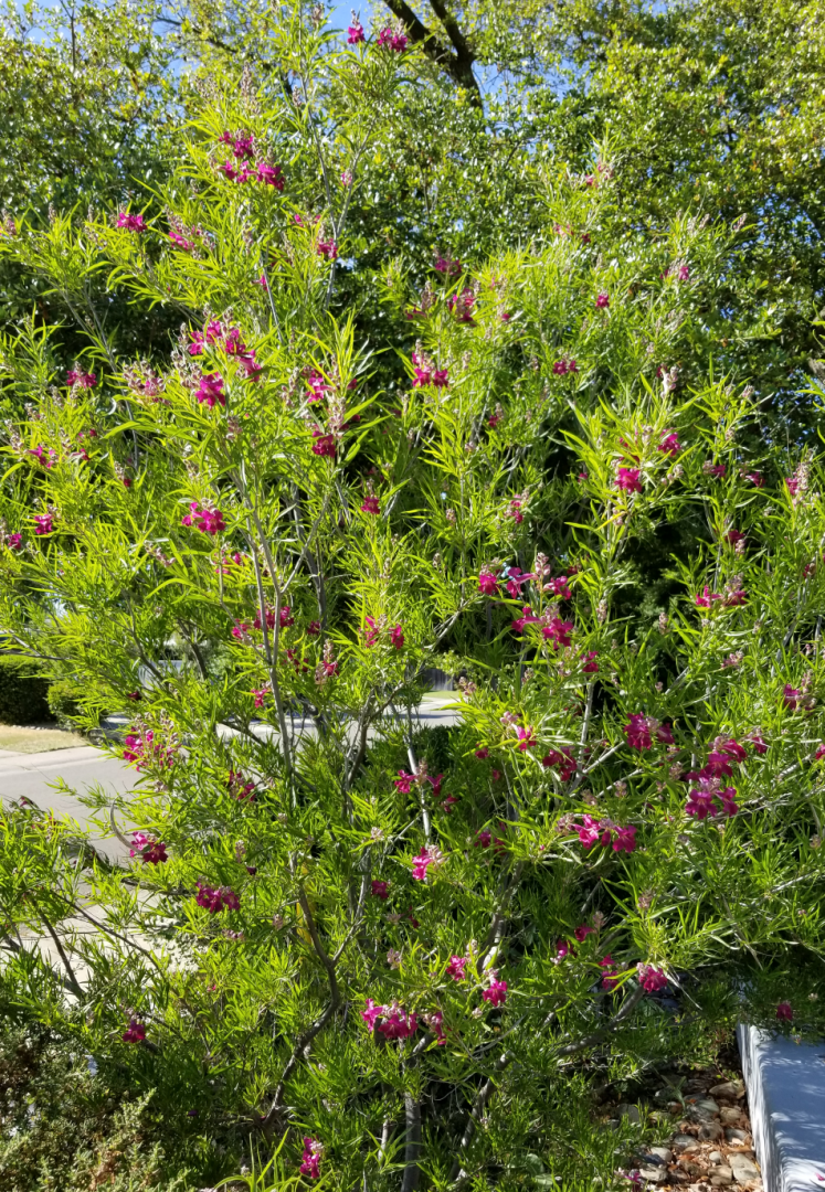 Mid May Flowers.. - TROPICAL LOOKING PLANTS - Other Than Palms - PalmTalk