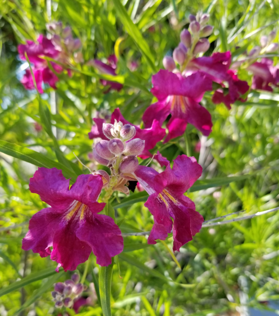 Mid May Flowers.. - TROPICAL LOOKING PLANTS - Other Than Palms - PalmTalk