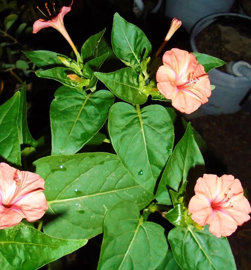 Mid May Flowers.. - TROPICAL LOOKING PLANTS - Other Than Palms - PalmTalk