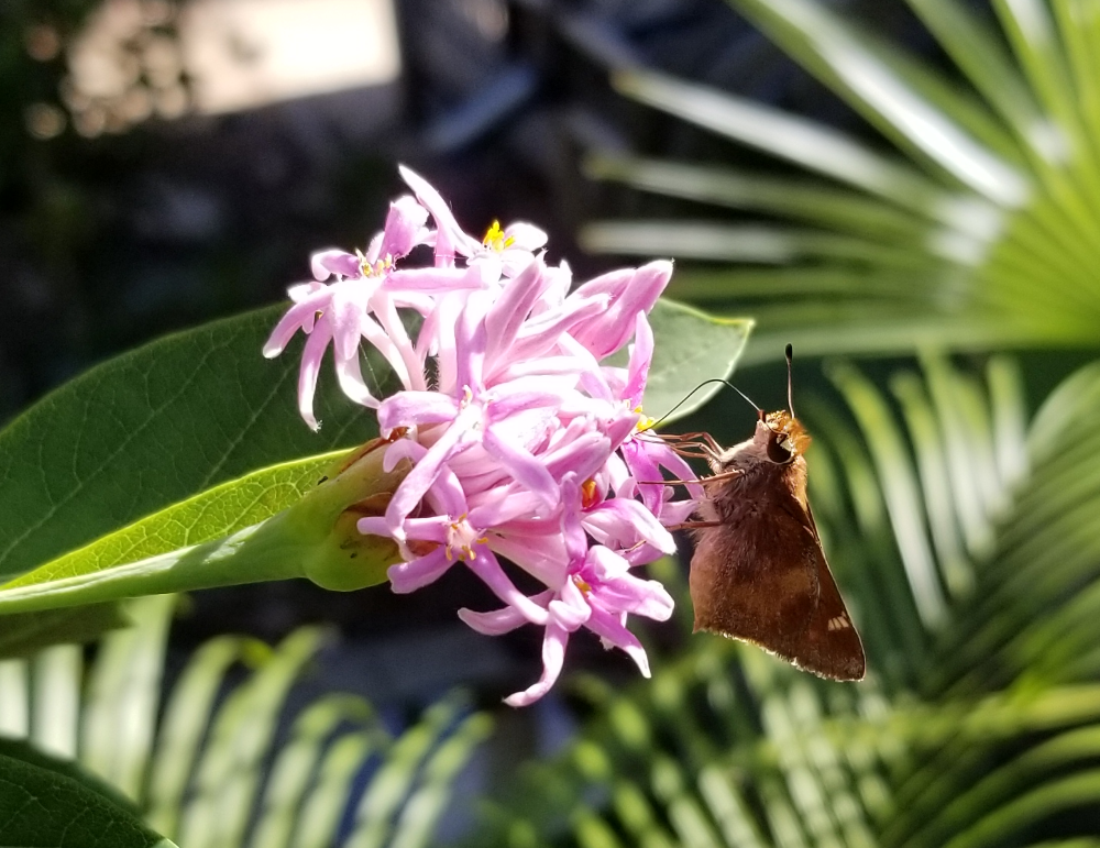 Mid May Flowers.. - TROPICAL LOOKING PLANTS - Other Than Palms - PalmTalk