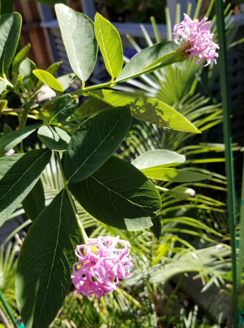 Mid May Flowers.. - TROPICAL LOOKING PLANTS - Other Than Palms - PalmTalk