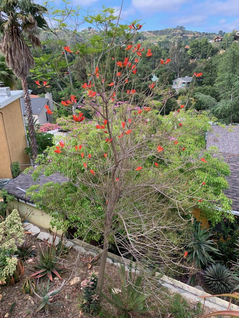 Mid May Flowers.. - TROPICAL LOOKING PLANTS - Other Than Palms - PalmTalk
