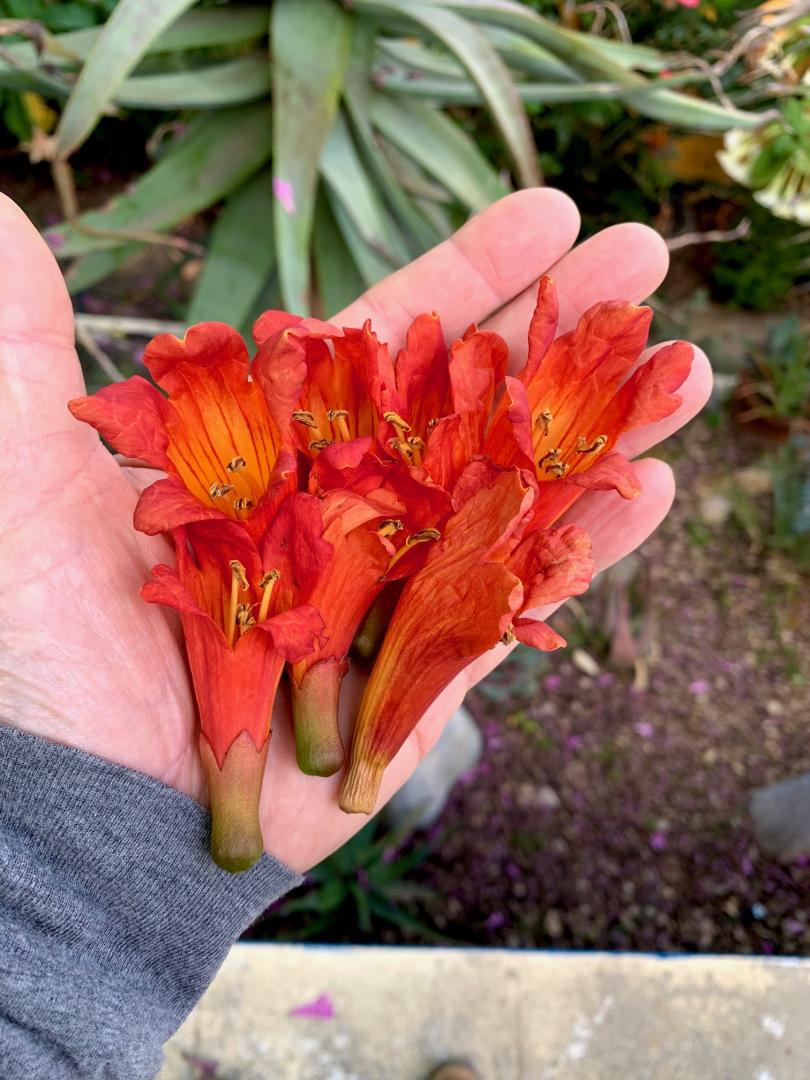 Mid May Flowers.. - TROPICAL LOOKING PLANTS - Other Than Palms - PalmTalk
