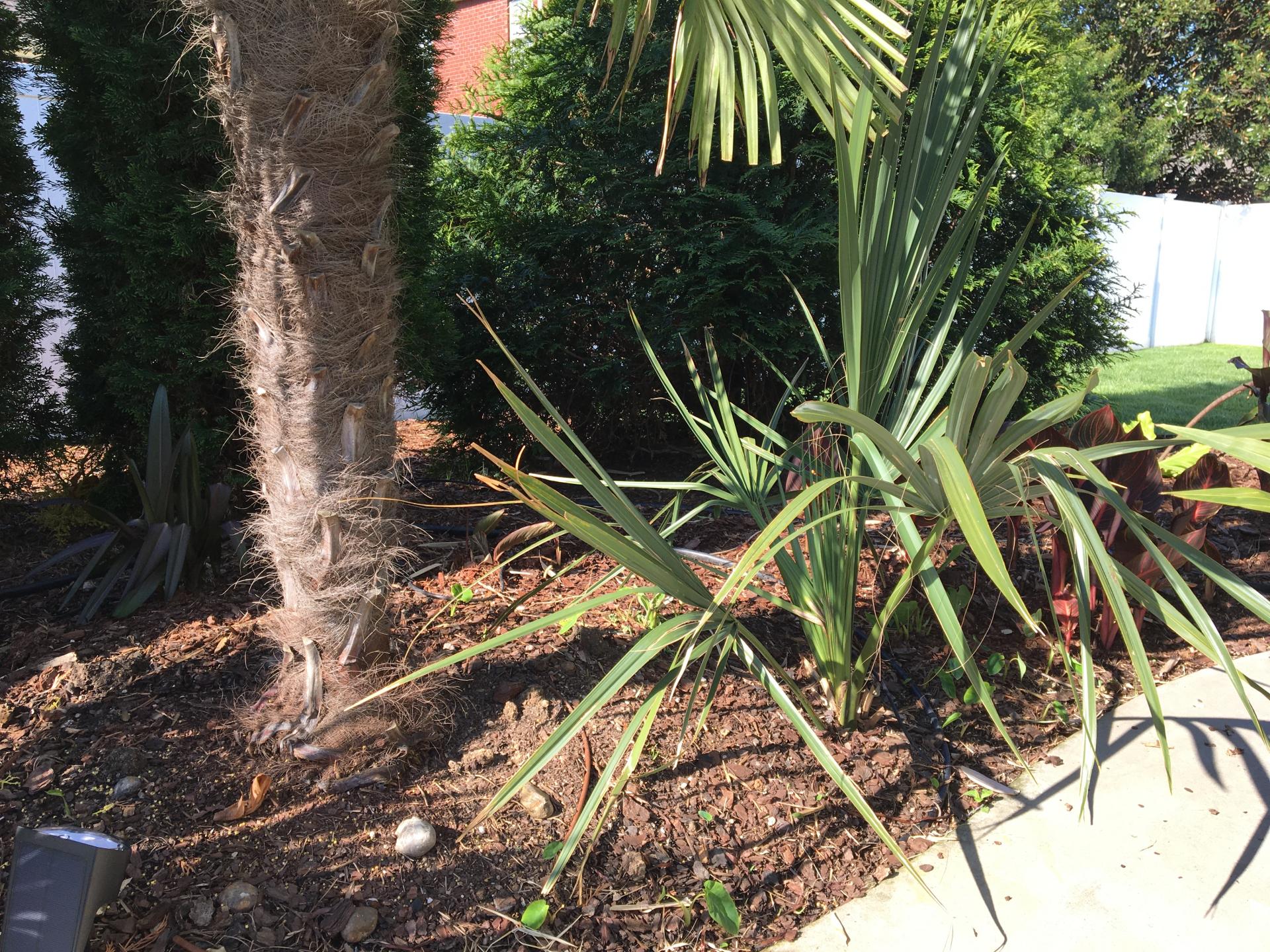 How much space between palms? - COLD HARDY PALMS - PalmTalk
