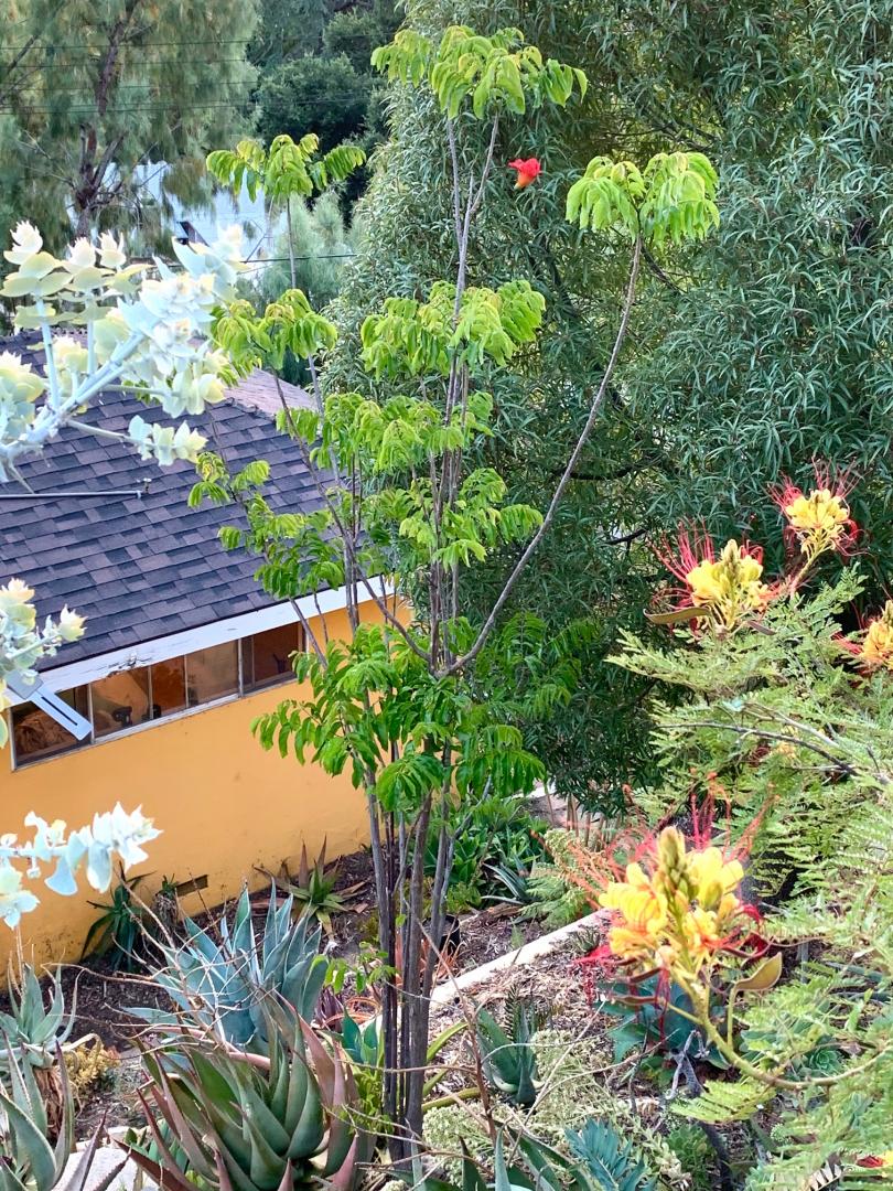Mid May Flowers.. - TROPICAL LOOKING PLANTS - Other Than Palms - PalmTalk