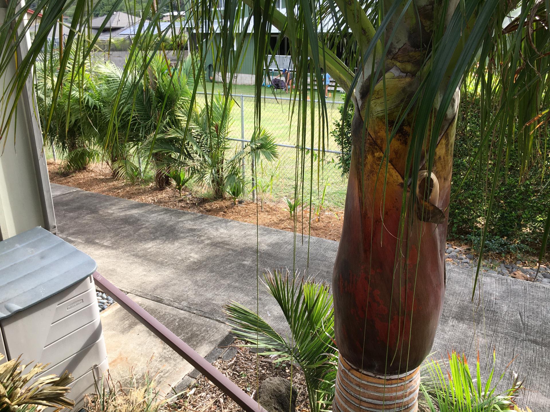 Colorful Carlsmith - DISCUSSING PALM TREES WORLDWIDE - PalmTalk