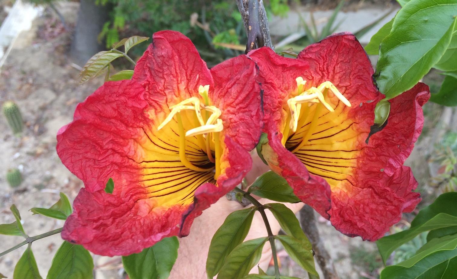 Mid May Flowers.. - TROPICAL LOOKING PLANTS - Other Than Palms - PalmTalk