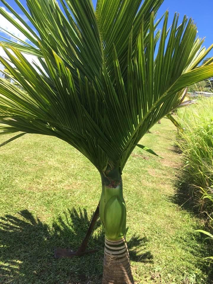 Dwarf Areca Catechu first spathe - DISCUSSING PALM TREES WORLDWIDE ...