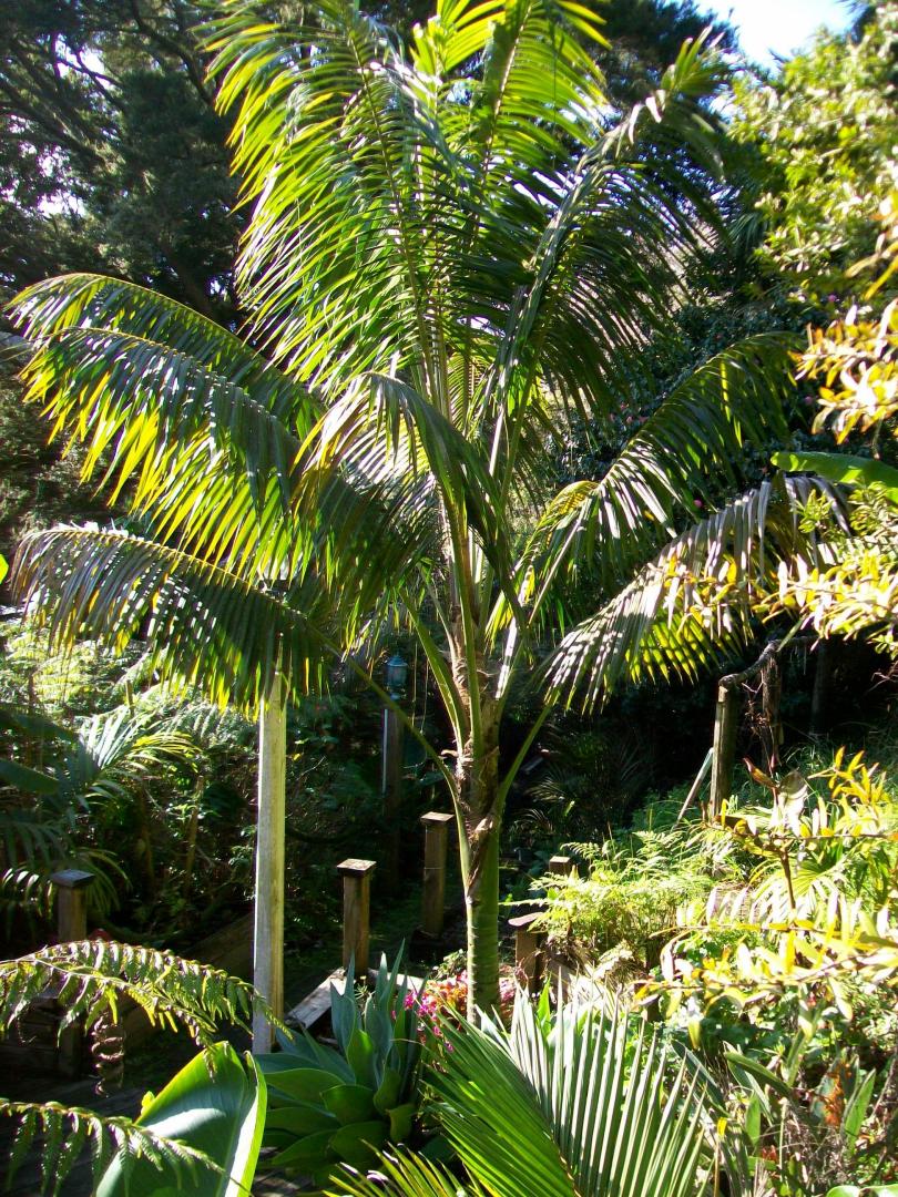 Couple Howea Forsteriana questions - DISCUSSING PALM TREES WORLDWIDE ...