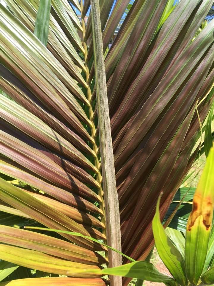 Which new leaf color have you Laccospadix - DISCUSSING PALM TREES ...