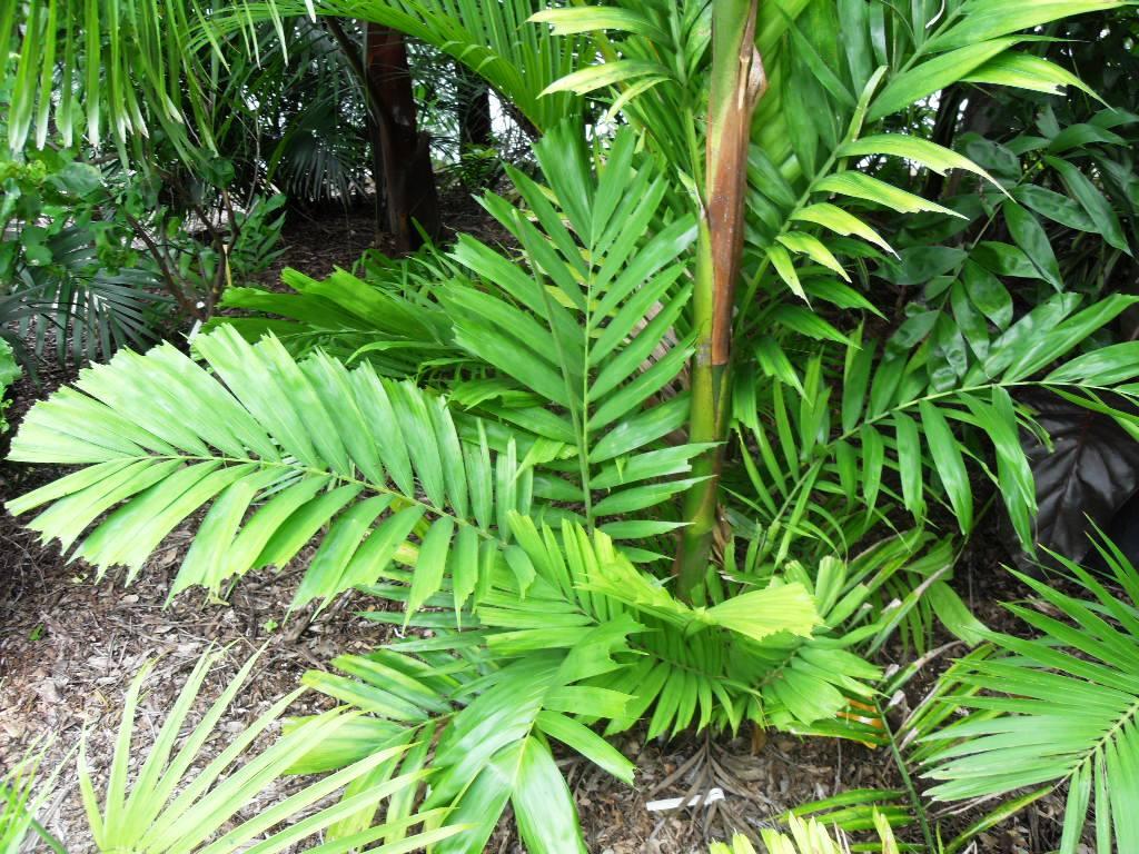 Ptychosperma sp "Robusta": 80+ Small Seedlings ONE LOT - For Sale ...