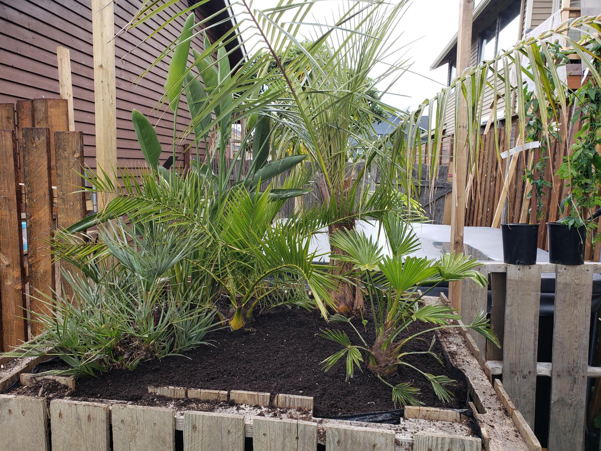 New palm planter - COLD HARDY PALMS - PalmTalk