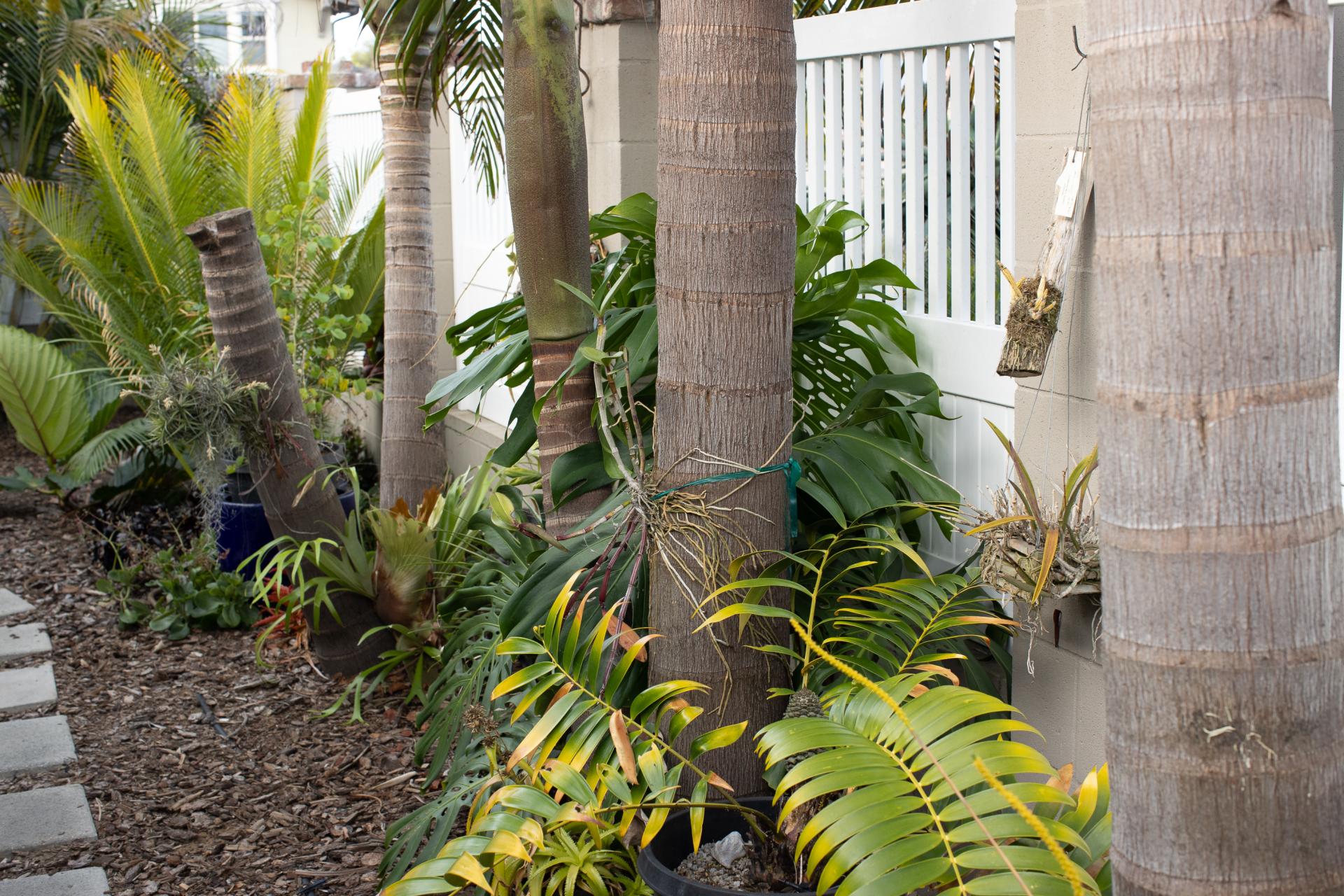 Show your trunks - DISCUSSING PALM TREES WORLDWIDE - PalmTalk