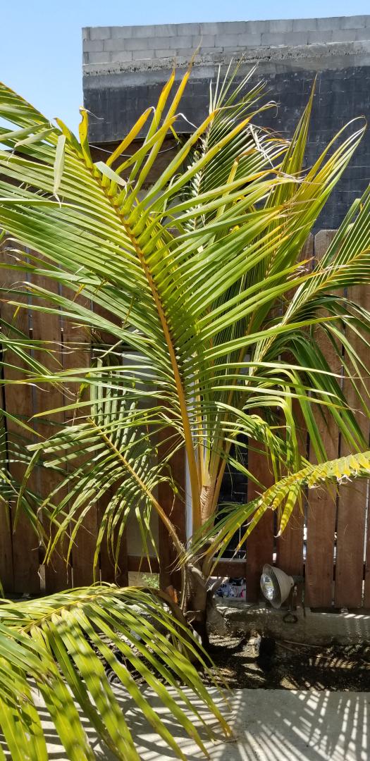 Monsters to-be in our yards - DISCUSSING PALM TREES WORLDWIDE - PalmTalk